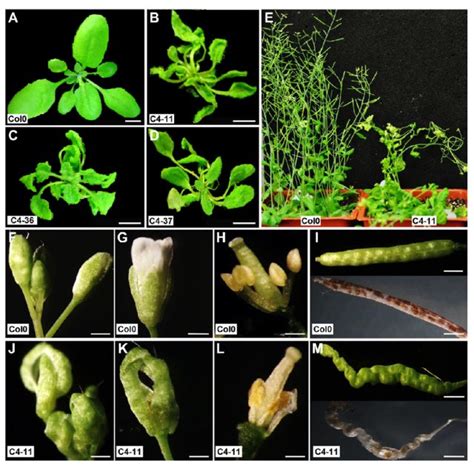 PDF C4 Protein Of Sweet Potato Leaf Curl Virus Regulates