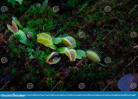 Plant Venus Flytrap A Species Of Carnivorous Plants From A Monotypic