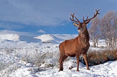 Deer Deer Photo 19909163 Fanpop