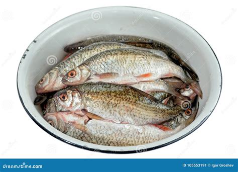 Freshwater Fish Roach Stock Image Image Of Dish Cook 105553191