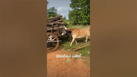 මිනිස්සු ගව මස් කන්න ඇයි😥 Youtube