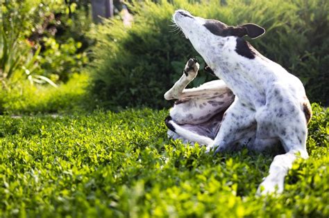 How To Tell The Difference Between Fleas Ticks And Mites Cuteness