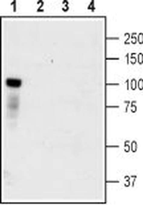Trkc Extracellular Polyclonal Antibody Ant 020 200ul
