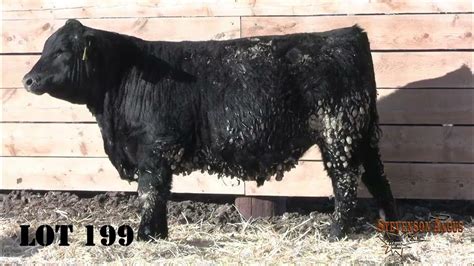 Lot 199 Youtube
