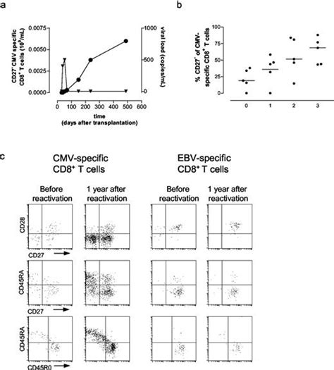 The Size And Phenotype Of Virus Specific T Cell Populations Is