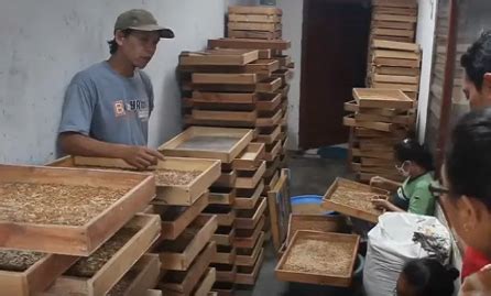 Cara Ternak Ulat Hongkong Yang Praktis Dan Mudah Untuk Pemula