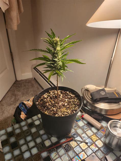 I Made A Dwarf Plant Rweedgrower