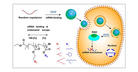 Structural Exploration Of Polycationic Nanoparticles For SiRNA Delivery