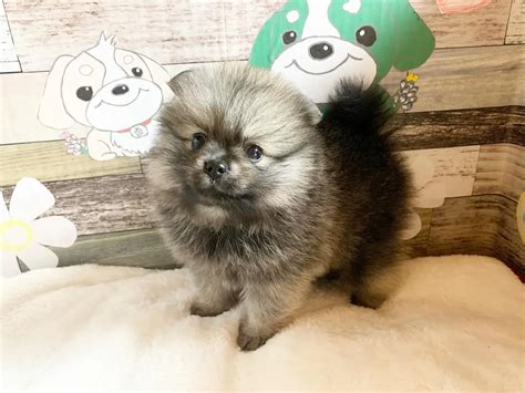 まだまだ募集してます！´∀`人´∀` ブログ 福岡筑後市のブリーダーなら安心ケアのるぴなす