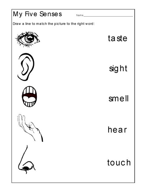 Kindergarten Worksheets Kindergarten Worksheets The 5 Senses Worksheets