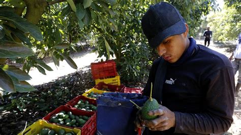 México Exportará Hasta 130 Mil Toneladas De Aguacate A Estados Unidos