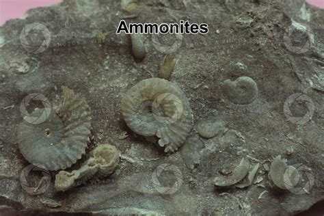 Ammonoidea Ammonite Fossil Cretaceous Ammonoidea Ammonites