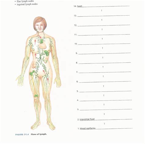 314 Flow Of Lymph Diagram Quizlet