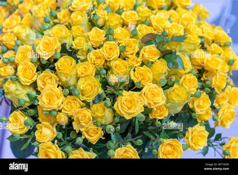 Fresh Yellow Roses Bouquet Flower Background Surface Of Yellow