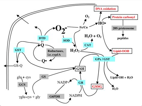 Schematic Diagram Of Oxidative Stress Antioxidant Enzymes Are Shown In