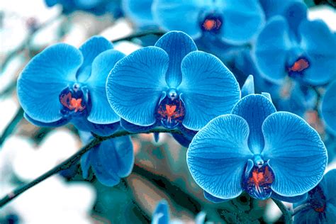 Blue And Purple Orchid Wallpapers Wallpaper Cave