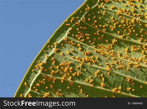 Disease Leaf Free Stock Photos Stockfreeimages