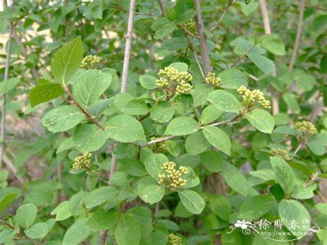 修枝荚蒾Viburnum burejaeticum 花卉图片网
