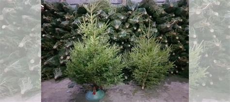 Живые Новогодние Ёлки Сосны купить в Уфе Товары для дома и дачи Авито