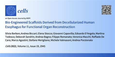Bio Engineered Scaffolds Derived From Decellularized Human Esophagus For Functional Organ