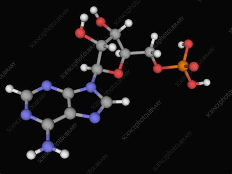 Adenosine Monophosphate Molecule Stock Image F004 5508 Science
