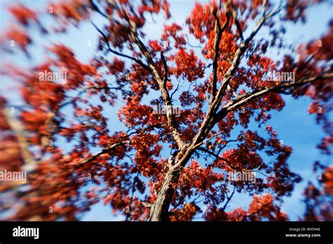 A Tree Wearing Its Fall Colors Stock Photo Alamy