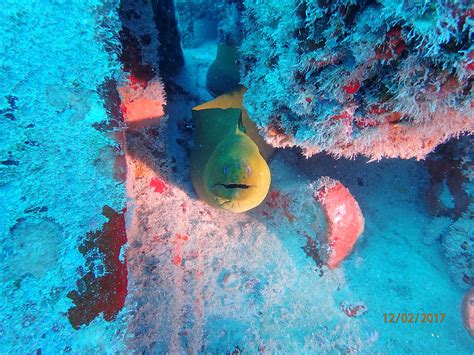 Artificial Reefs Historical Us Ships Now House Coral And Fish