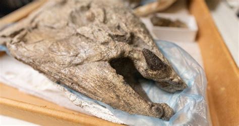 Scientists Identify Fossil Of Prehistoric Spike Toothed Salmon