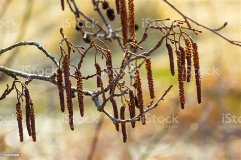 검은 알더 Alnus Glutinosa의 작은 가지와 수컷 Catkins 및 여성 붉은 꽃 봄에 피는 오리나무 선명한 귀걸이와
