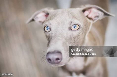 Dutch Hound Photos And Premium High Res Pictures Getty Images