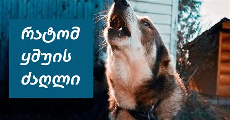 რას უნდა მიაქციოთ ყურადღება თუ ძაღლი ძალიან დიდხანს ყმუის ეს არ არის