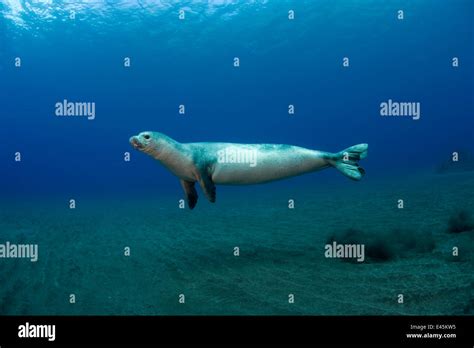 Mediterranean Monk Seal Monachus Monachus Juvenile Female Hunting Areias Deserta Grande
