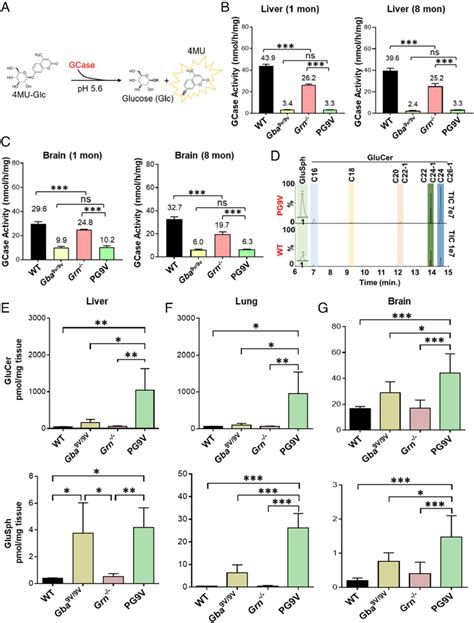 Pg9v Mice Exaggerated Gcase Activity Reduction And Substrate Download Scientific Diagram