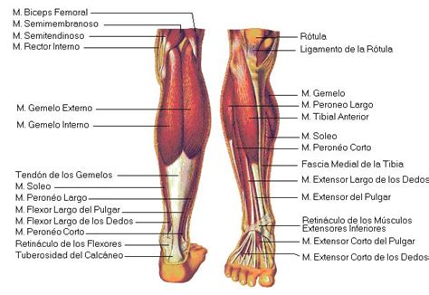 Músculos de la pierna Músculos del cuerpo humano Musculos de las