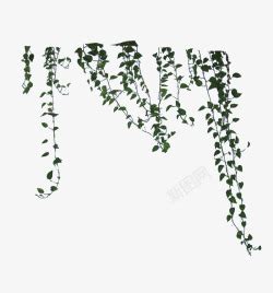 攀藤植物图片免费下载 攀藤植物素材 攀藤植物海报 新图网