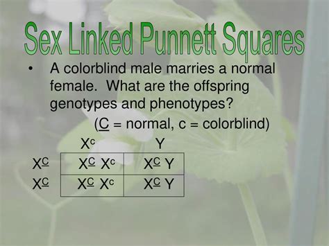 Incomplete Dominance Codominance Ppt Download
