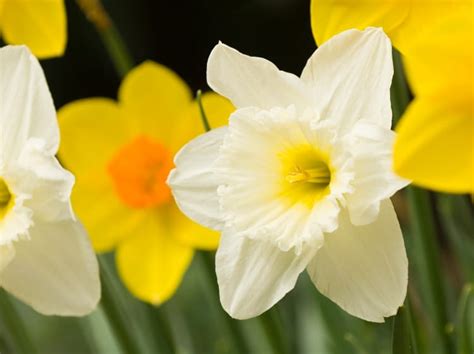 Daffodils Beautiful But Potentially Toxic Poison Control
