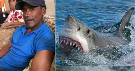 Así Fue El Ataque Mortal De Un Tiburón Blanco A Un Pescador De Sonora