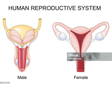 Human Reproductive System Female And Male Reproductive Organs