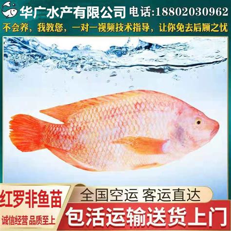 罗非鱼鲮鱼哪个贵罗非鱼鲮鱼哪个好罗非鱼贵还是鲤鱼贵第11页大山谷图库