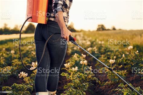낮에 농경지에 감자를 뿌리기 위한 장비를 사용하는 여성의 뒷모습 50 54세에 대한 스톡 사진 및 기타 이미지 50 54세