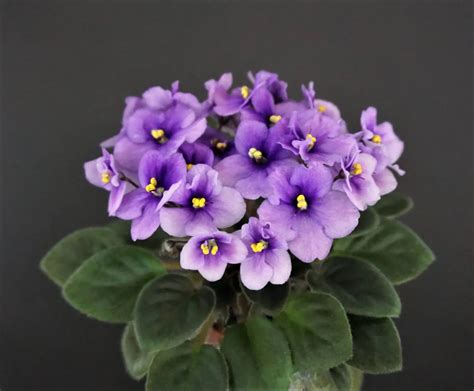 Robs Fuddy Daddy R Robinson Violetviol Home Garden 1850