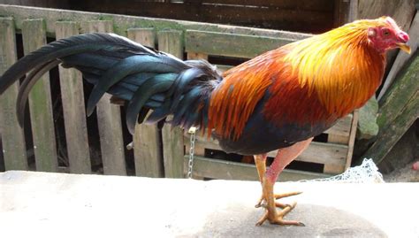 GALLOS FINOS GALLOS CENIZOS MARAÑONES