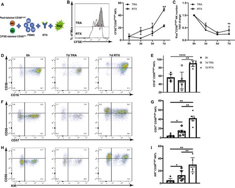 Cd56dim Nk Cells Transit Into Cd56bright Nk Cells In Response To