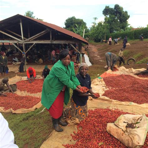 Kenya Baragwi Farmers Kirinyaga Nero Scuro Specialty Coffees