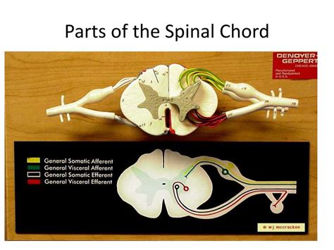 Ppt Anatomy Of Neuron Spinal Cord Brain And Senses Powerpoint