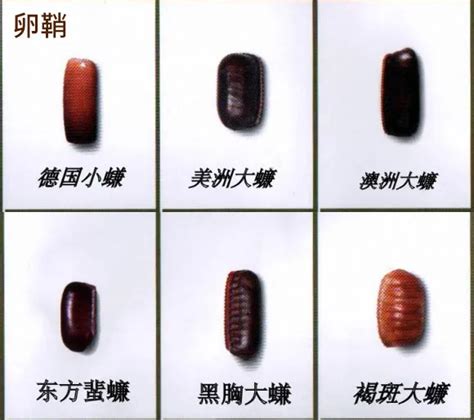 家庭灭蟑的好方法 哔哩哔哩