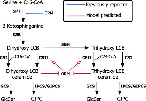 Predicted Regulatory Scheme Of The Sphingolipid Pathway A Metabolic