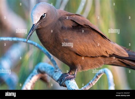 Close Up Portrait Of Common Noddy Anous Stolidus Lady Elliot Island Queensland Australia