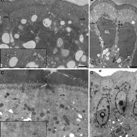 Overview Comparison Of Jejunal And Ileal Cells From Neonatal And Weaned